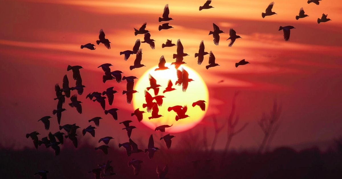 Популяционные алгоритмы оптимизации: Алгоритм птичьего роя (Bird Swarm Algorithm, BSA) - Статьи ...