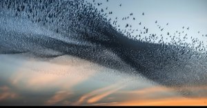 Population optimization algorithms: Boids Algorithm - MQL5 Articles